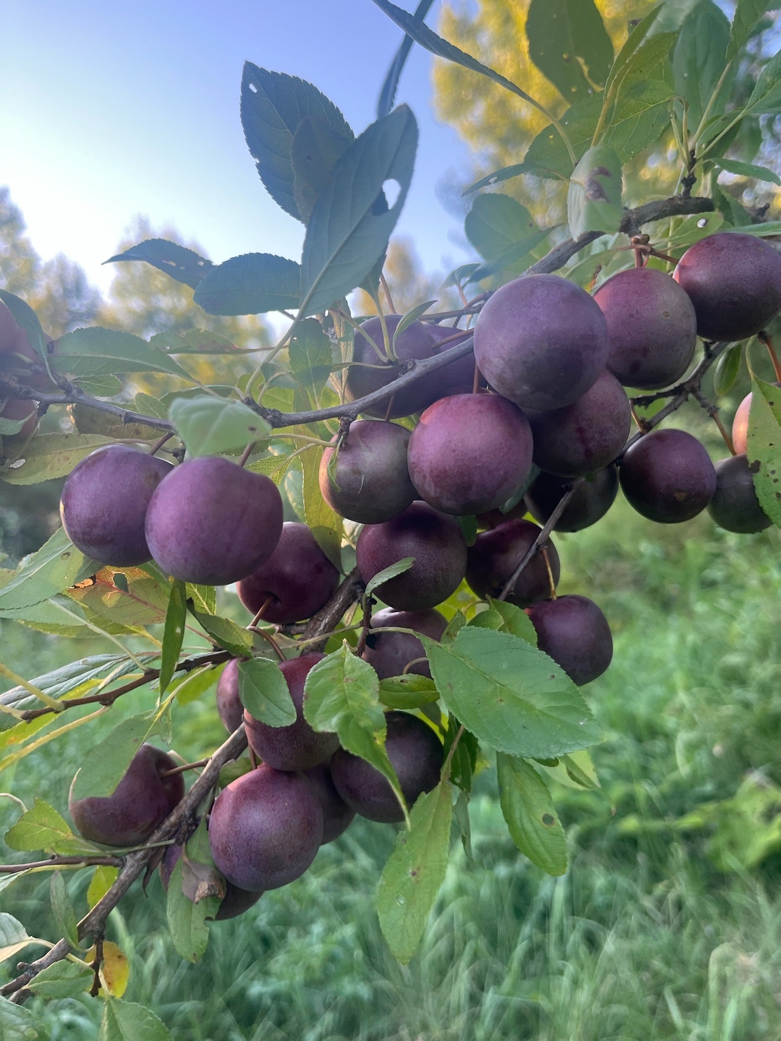 Northern Food Forest Nursery