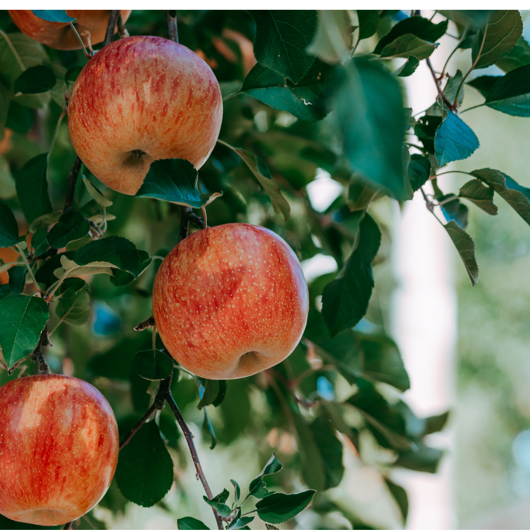 Apple 'Norkent' – Northern Food Forest Nursery