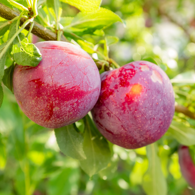 Plum ‘Toka' – Northern Food Forest Nursery