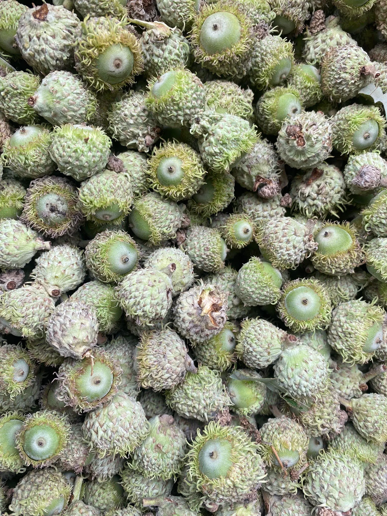 Bur Oak – Northern Food Forest Nursery