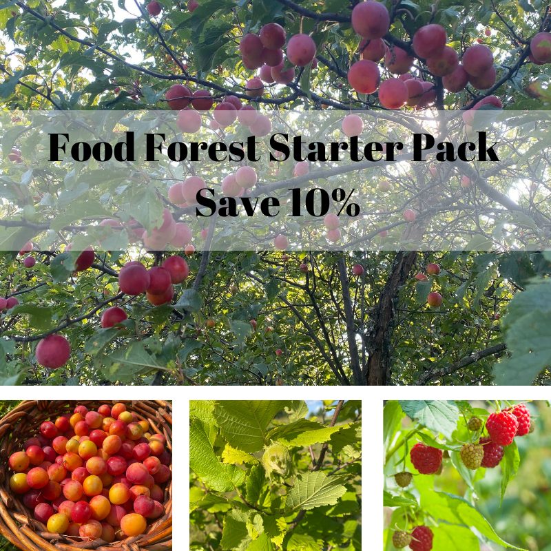 Food Forest Starter Pack – Northern Food Forest Nursery