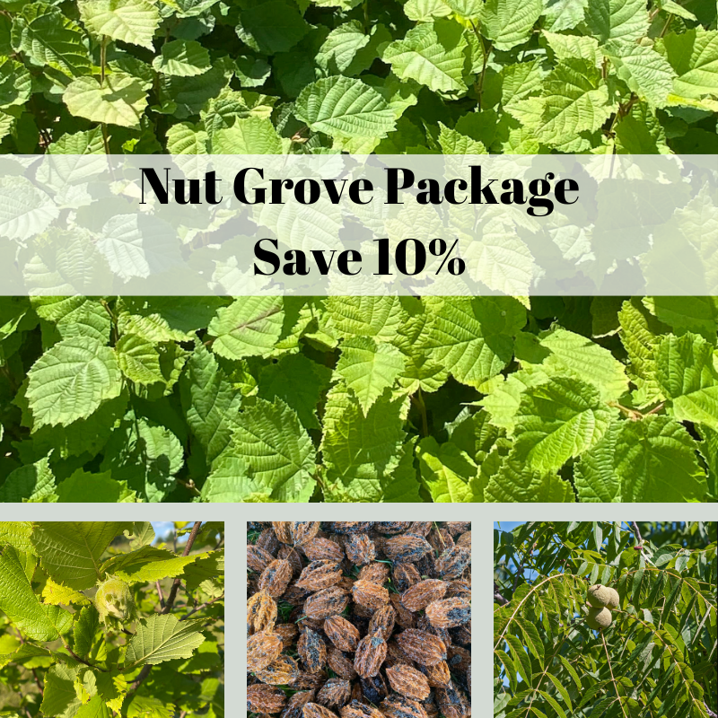 Nut Grove Package – Northern Food Forest Nursery