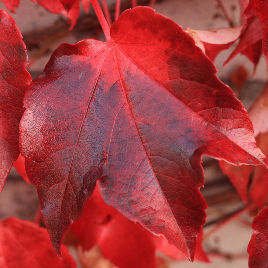 Red Maple – Northern Food Forest Nursery
