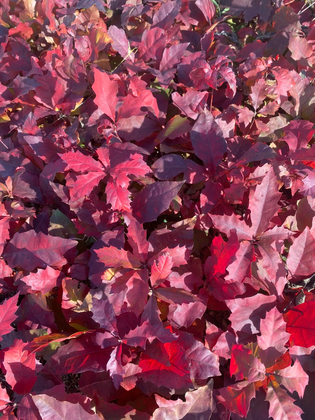 Northern Food Forest Nursery