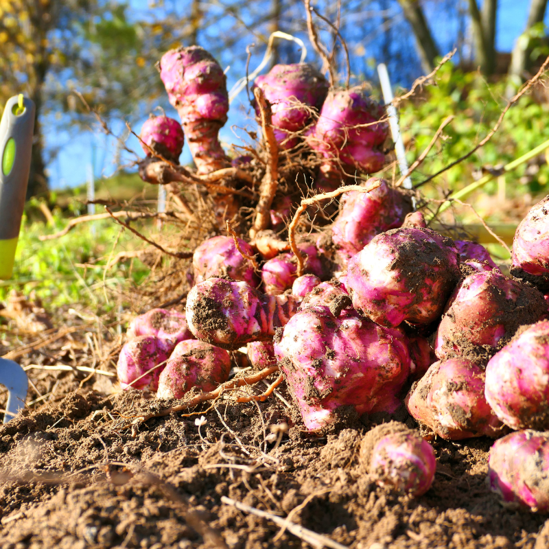 Sunchoke (Violet de Rennes) – Northern Food Forest Nursery